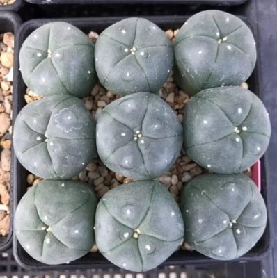 Buy Peyote Buttons - Shroomyz