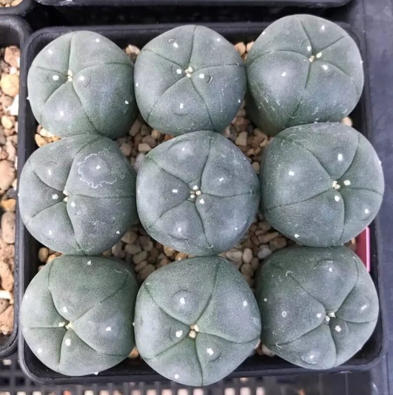 Buy Peyote Buttons